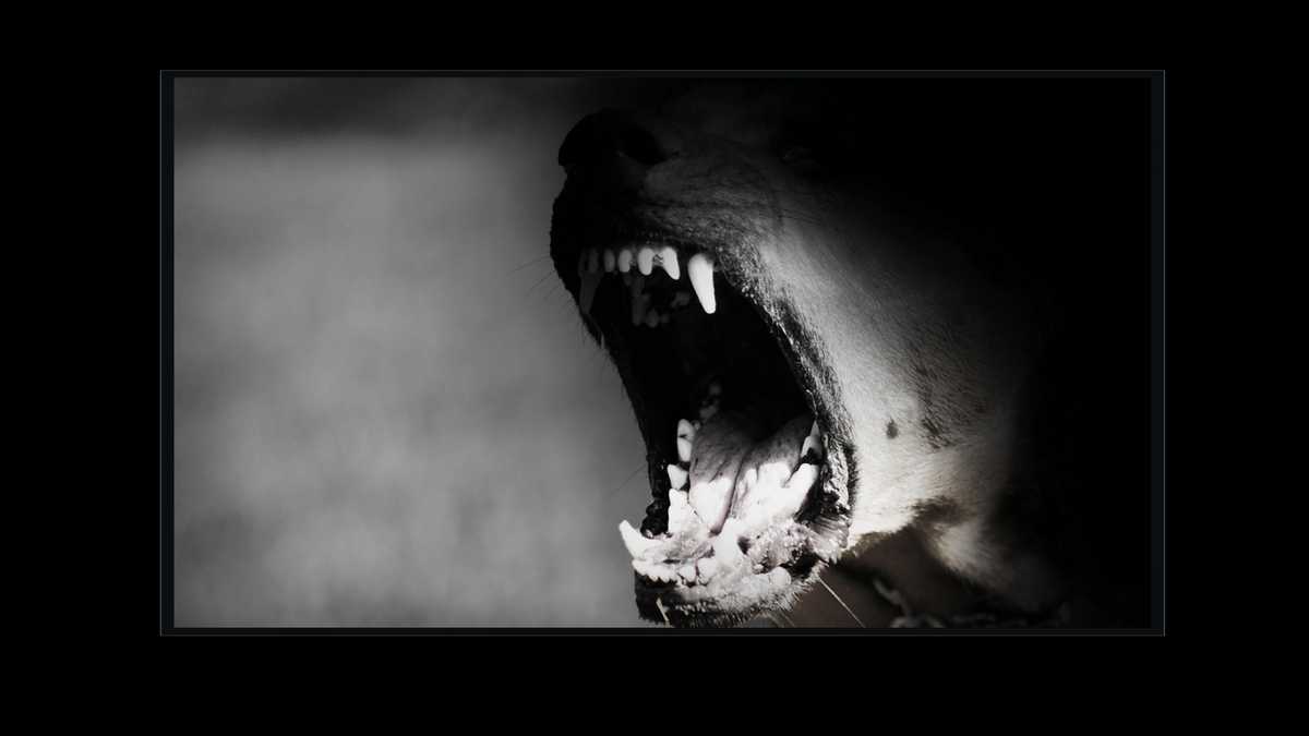 Update: Dogs to be euthanized after attack in Carbon Hill