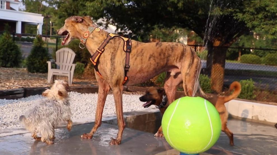 Club K9 debuts dog park bar in Jeffersontown