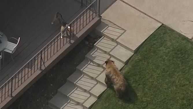 Backyard bear chased off by brave dog