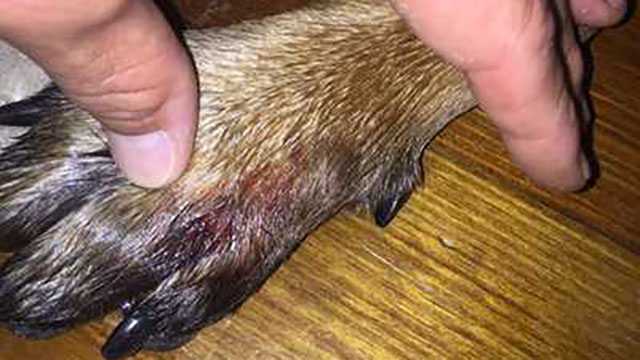 Snake bites Rankin County K-9