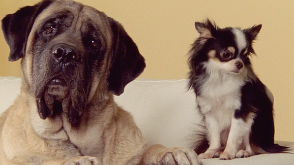 Your dog is smarter than you think!