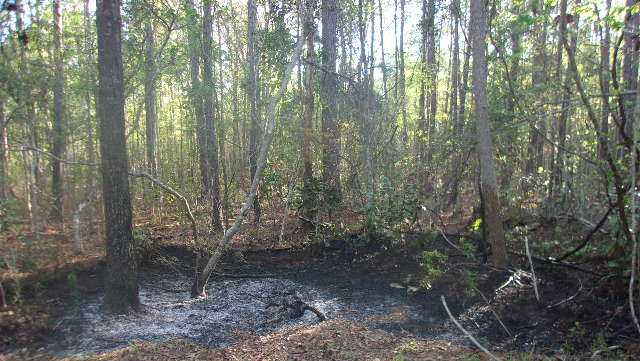 Two 12-year-olds, 13-year-old charged in case of dog burned alive