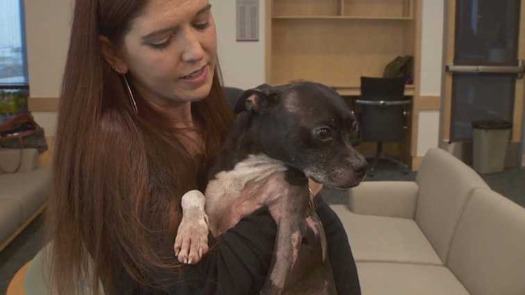 Biological bandage: Dogs, cats receive unique treatment for burns after ...