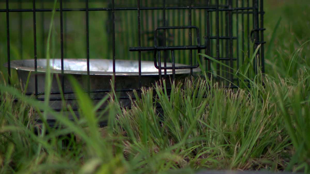 Abandoned dogs, puppies spotted along Highway 18