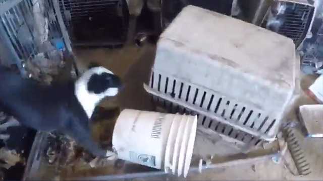Dramatic video shows animals being rescued from pet cages amid flooding