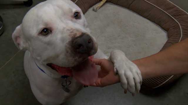 Dog recovering from skin cancer