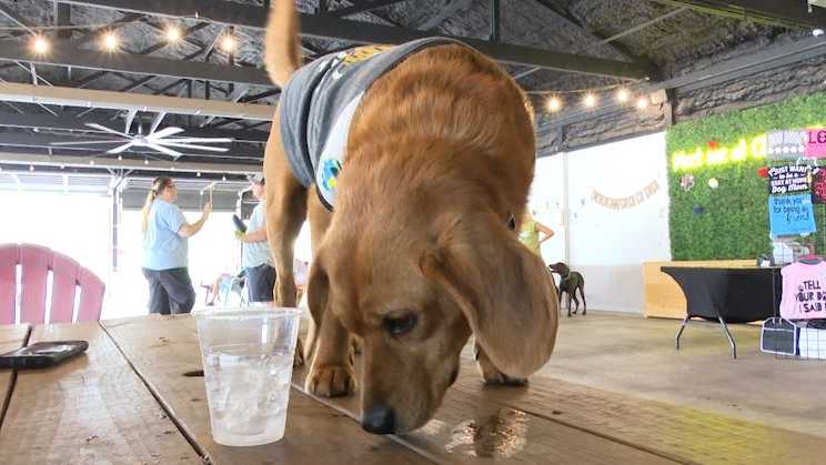 'National Dog Day Bash' at Club K9 Dog Park and Bar