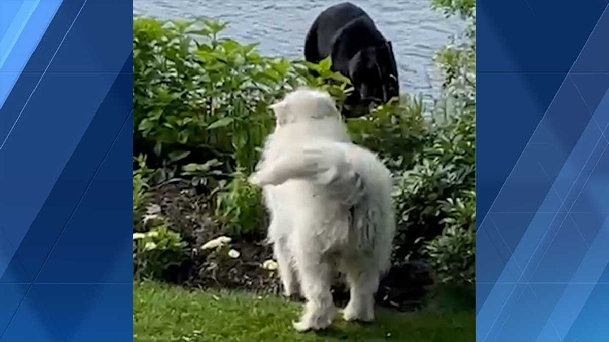 Dog comes face to face with black bear on South Shore