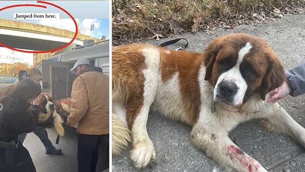 Dog survives fall from 20-foot overpass in Louisville