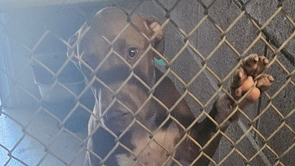 Dogfighting ring busted in Chatham County
