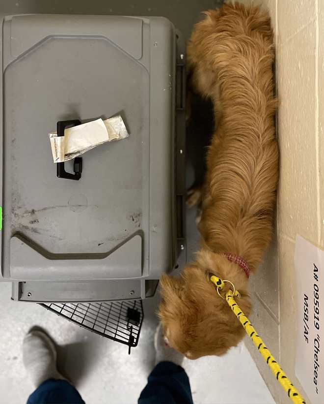 Abandoned dog found in crate at Boston apartment complex