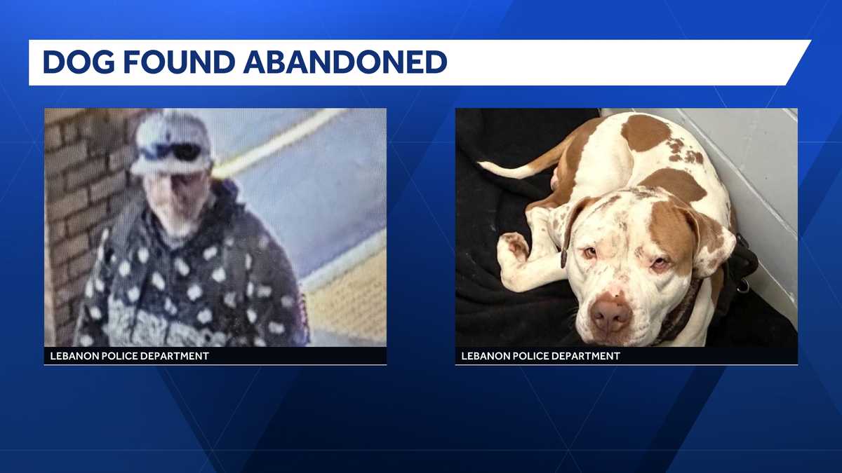 Dog found injured, abandoned in Lebanon, New Hampshire