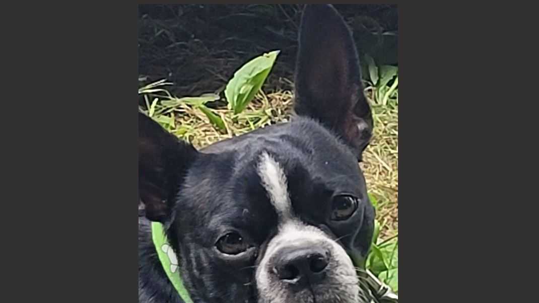 Lost and Found Pets in the WXII 12 Community