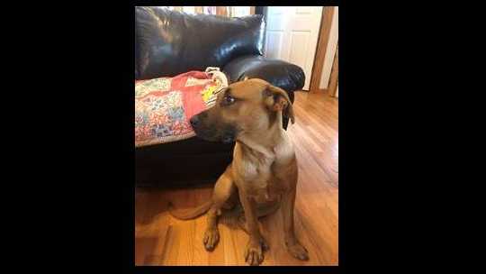 Lost and Found Pets in the WXII 12 Community