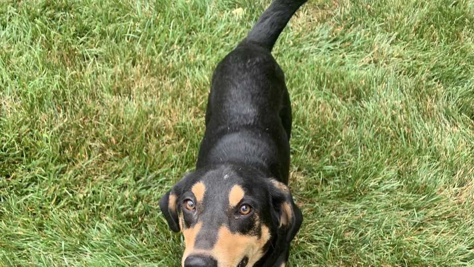 Lost and Found Pets in the WXII 12 Community