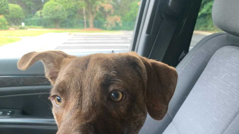 Lost and Found Pets in the WXII 12 Community