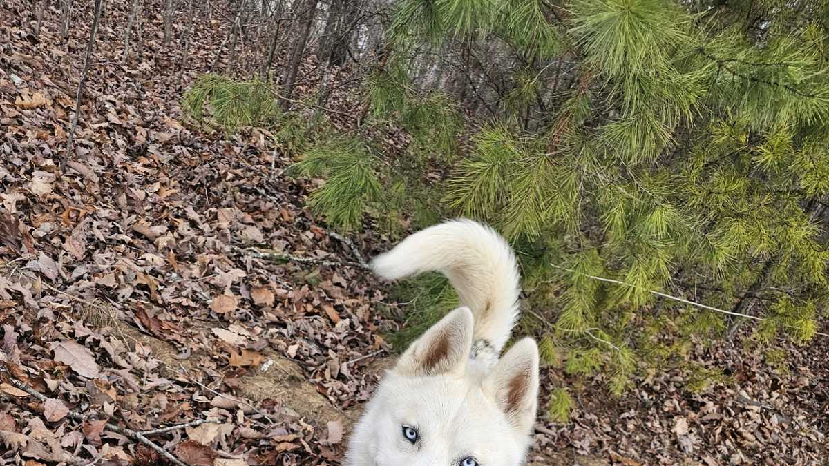 Lost and Found Pets in the WXII 12 Community