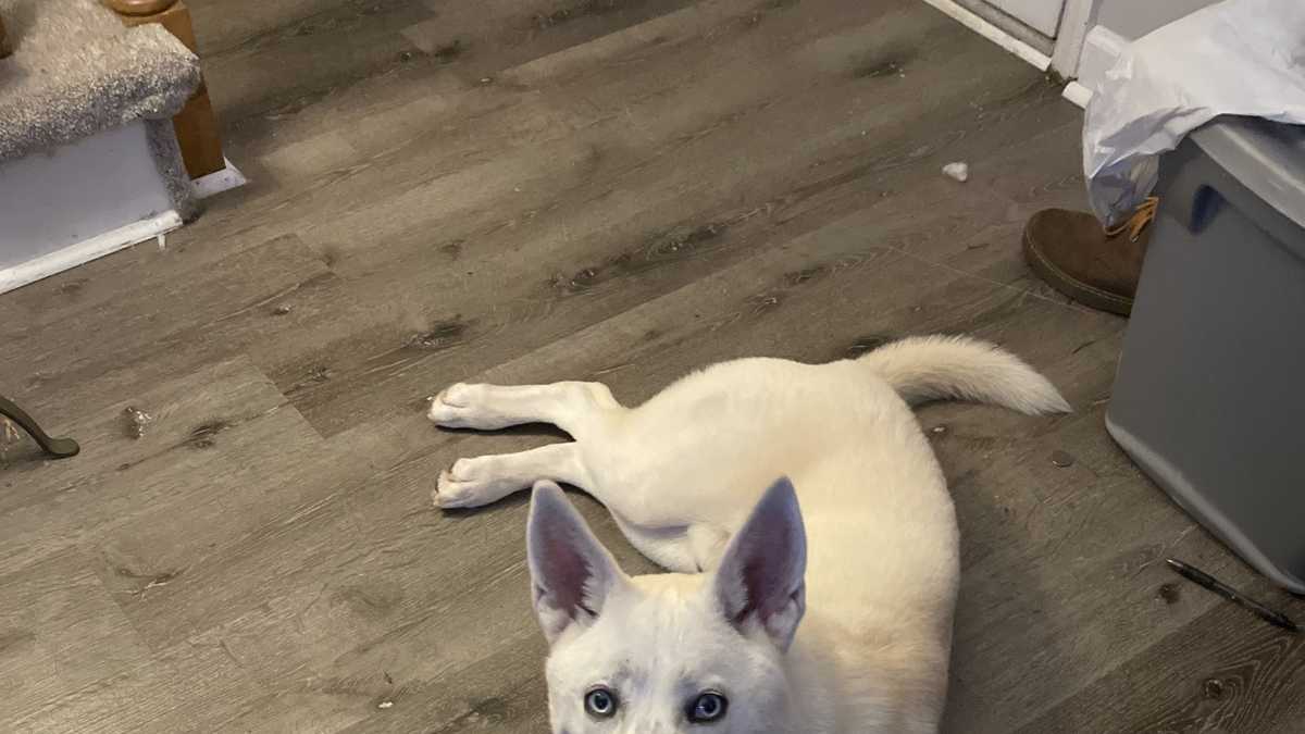 Lost and Found Pets in the WXII 12 Community