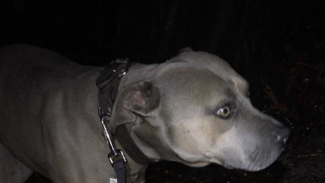 Lost and Found Pets in the WXII 12 Community
