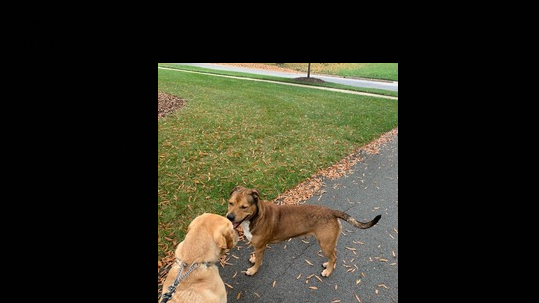 Lost and Found Pets in the WXII 12 Community