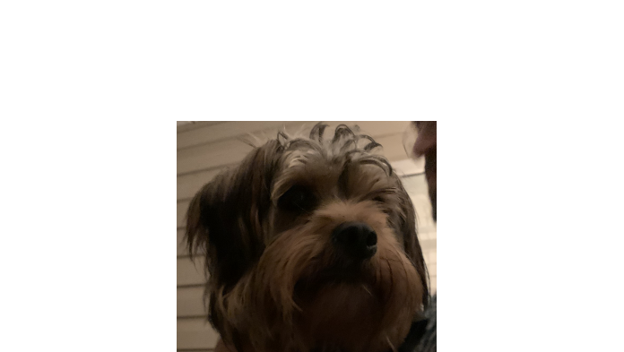 Lost and Found Pets in the WXII 12 Community