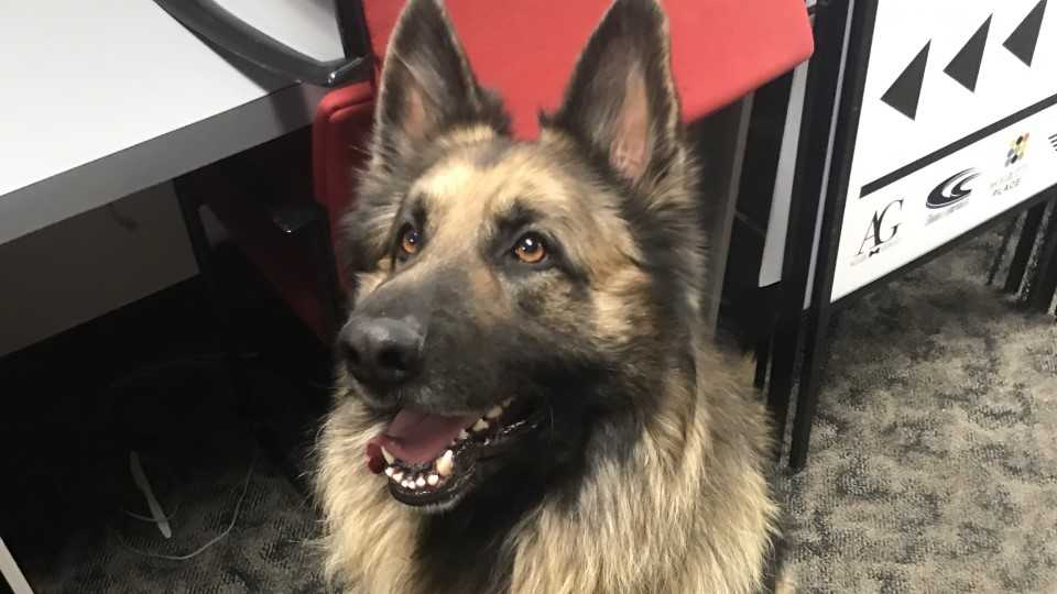 Lost and Found Pets in the WXII 12 Community