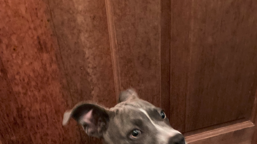 Lost and Found Pets in the WXII 12 Community