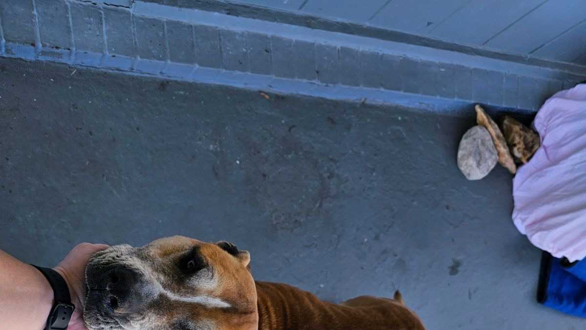 Lost and Found Pets in the WXII 12 Community