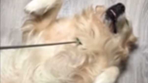 This Dog Getting Brushed Is the Definition of Relaxation