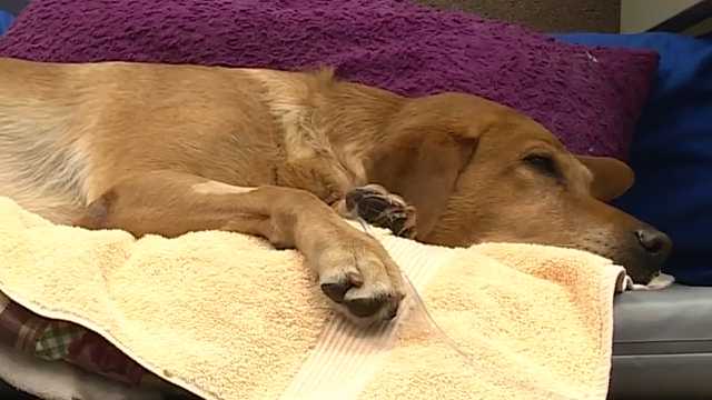 Dog hit by car receives overwhelming support from community