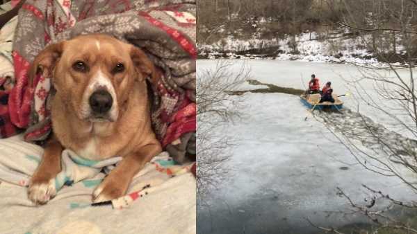 Dog rescued after falling through ice in Dearborn County