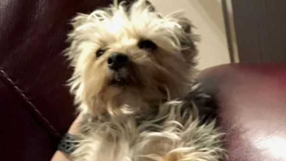 Lost Yorkie found safe, returned to its owners