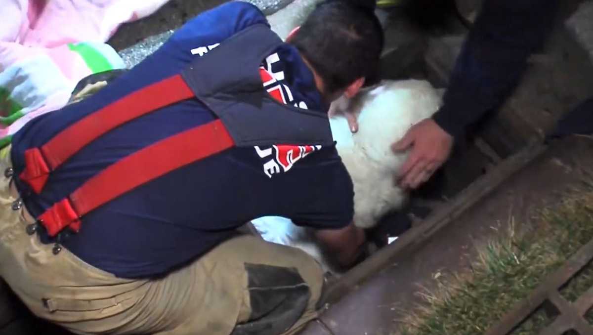 VIDEO: Tulsa firefighters rescue 90-pound dog from storm drain