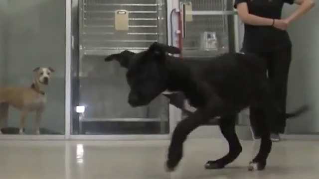 Catching the wrong animals: Dogs ending up in hunting traps