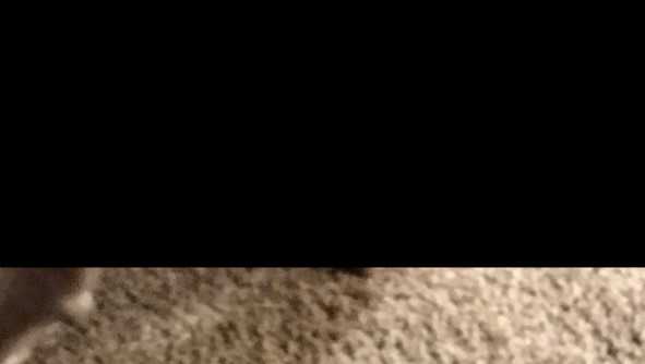 Lost and Found Pets in the WXII 12 Community