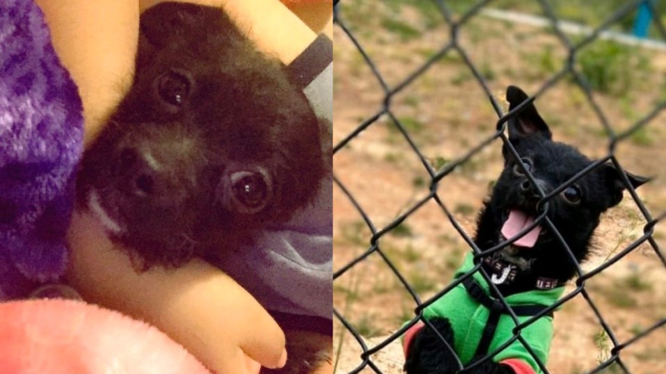 Lost and Found Pets in the WXII 12 Community