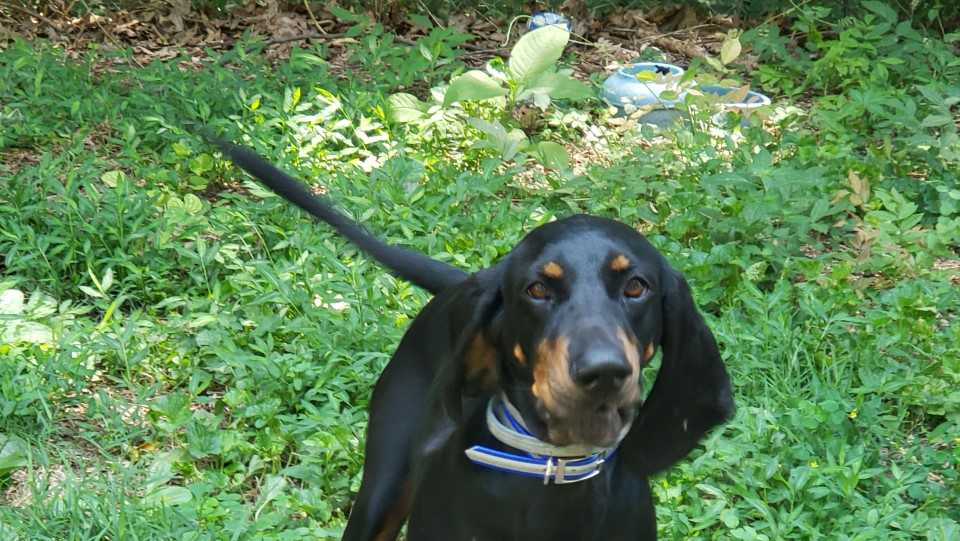 Lost and Found Pets in the WXII 12 Community