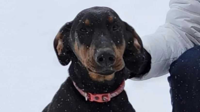 Lost and Found Pets in the WXII 12 Community