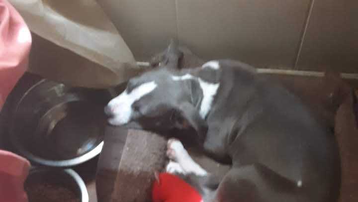 Lost and Found Pets in the WXII 12 Community