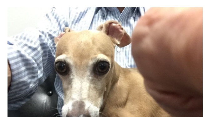 Lost and Found Pets in the WXII 12 Community