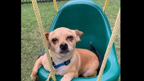 Lost and Found Pets in the WXII 12 Community