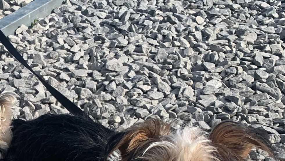 Lost and Found Pets in the WXII 12 Community