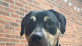 Lost and Found Pets in the WXII 12 Community