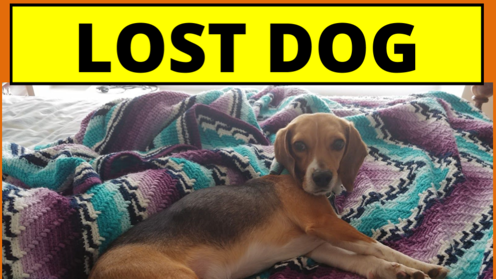 Lost and Found Pets in the WXII 12 Community