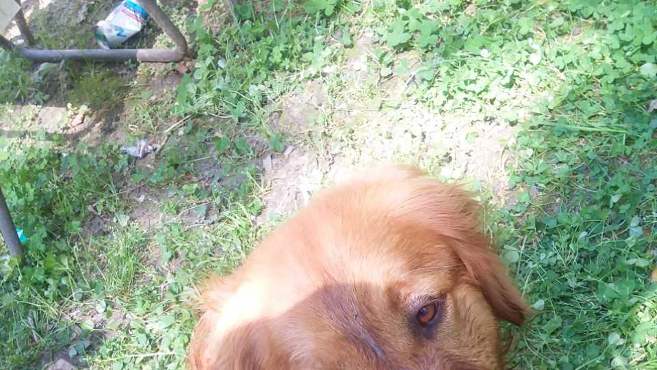 Lost and Found Pets in the WXII 12 Community