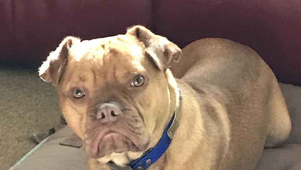 Lost and Found Pets in the WXII 12 Community