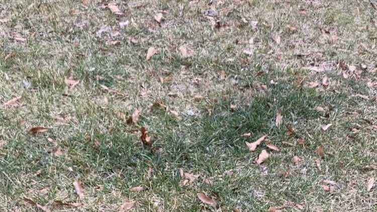 Lost and Found Pets in the WXII 12 Community