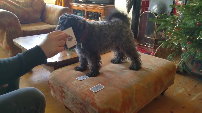 Now you see it... This dog steals the show performing magic trick!