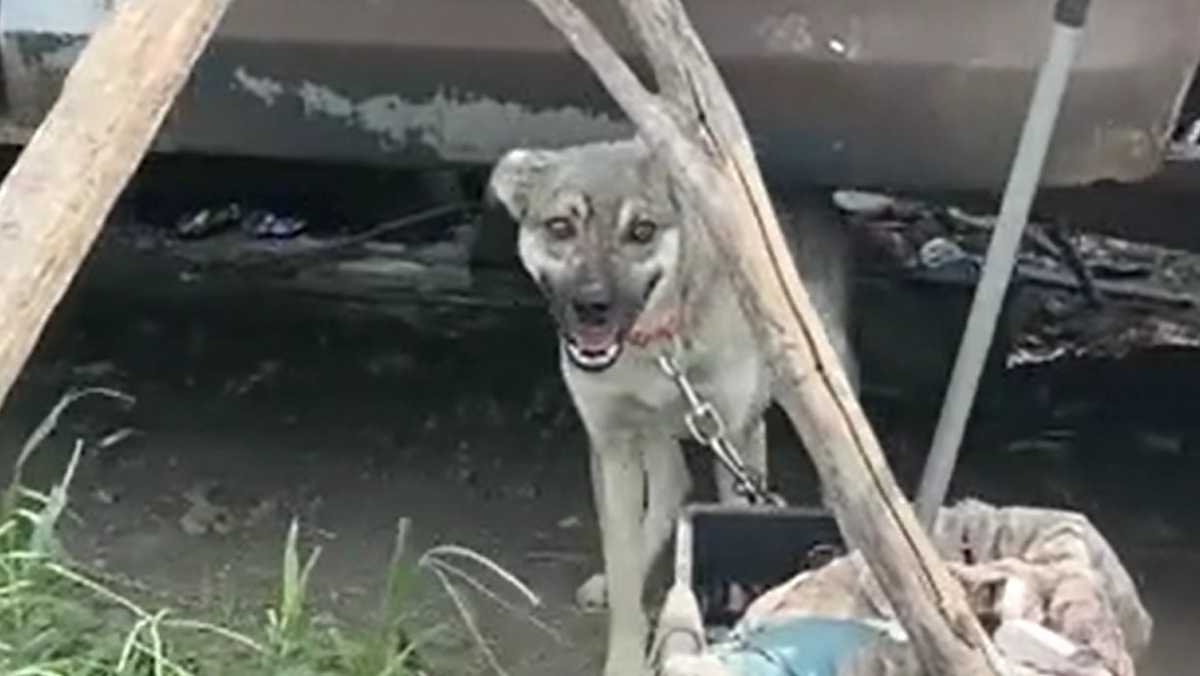 New bill in Alabama aims to end inhumane dog tethering practices