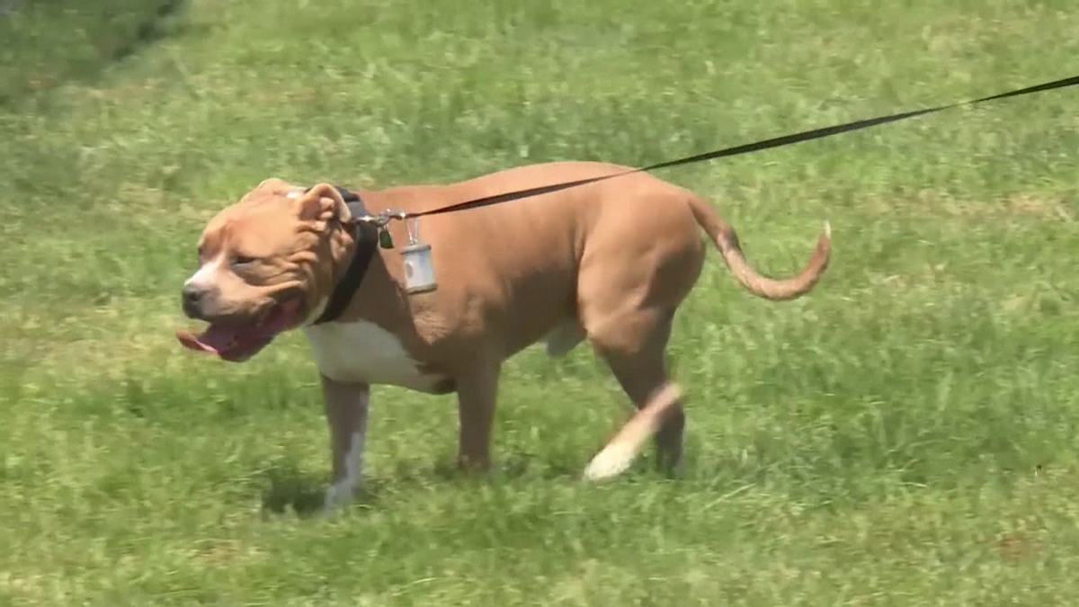 Peter Eliopoulos - Journalist Profile - Intelligent Relations